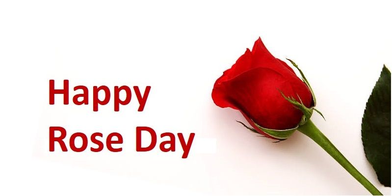 Happy Rose Day Wishes, Facebook, Whatsapp Quotes, SMS & Greetings